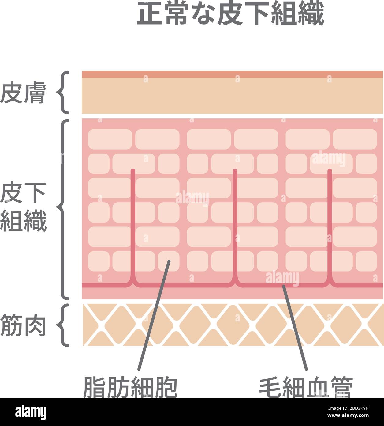 Normal skin sectional view illustration Stock Vector Image & Art - Alamy
