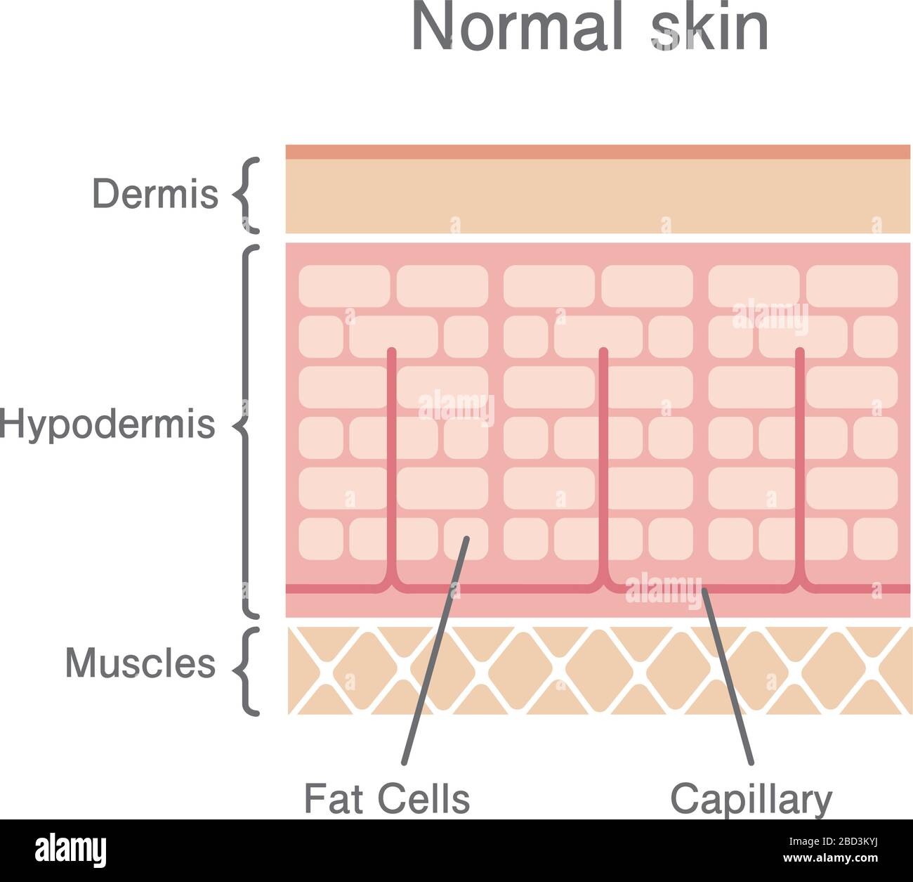 Normal skin sectional view illustration Stock Vector Image & Art - Alamy