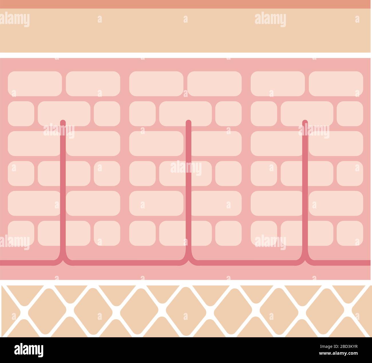 Normal skin sectional view illustration Stock Vector Image & Art - Alamy