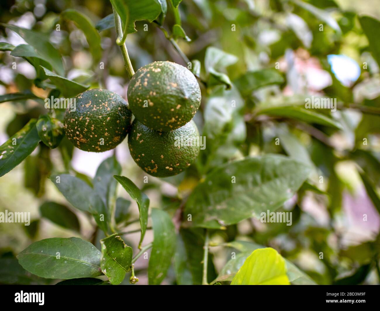 Growing in brazil hi-res stock photography and images - Alamy