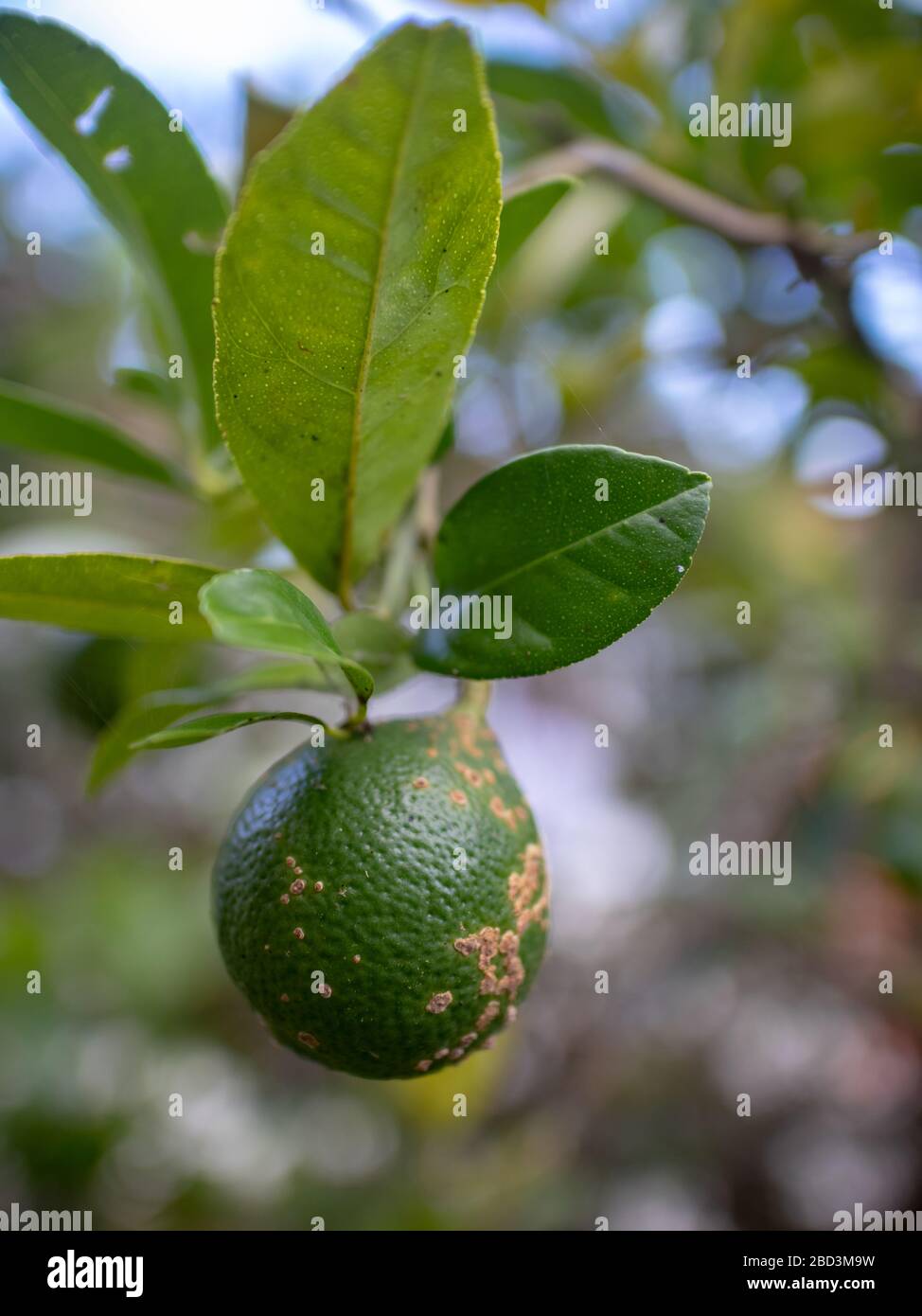 The lemon in the lemon tree, Areal, Rio de Janeiro, Brazil Stock Photo ...