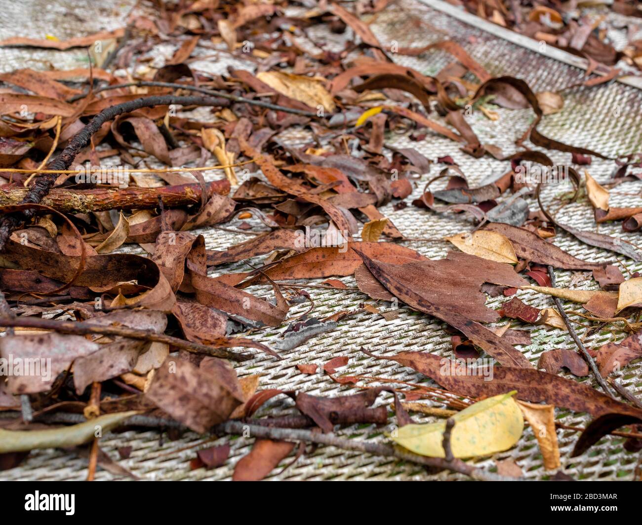 Dry leaves on wire mesh, Areal, Rio de Janeiro, Brazil Stock Photo - Alamy