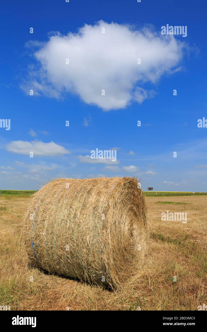 Hay alberta hi-res stock photography and images - Alamy