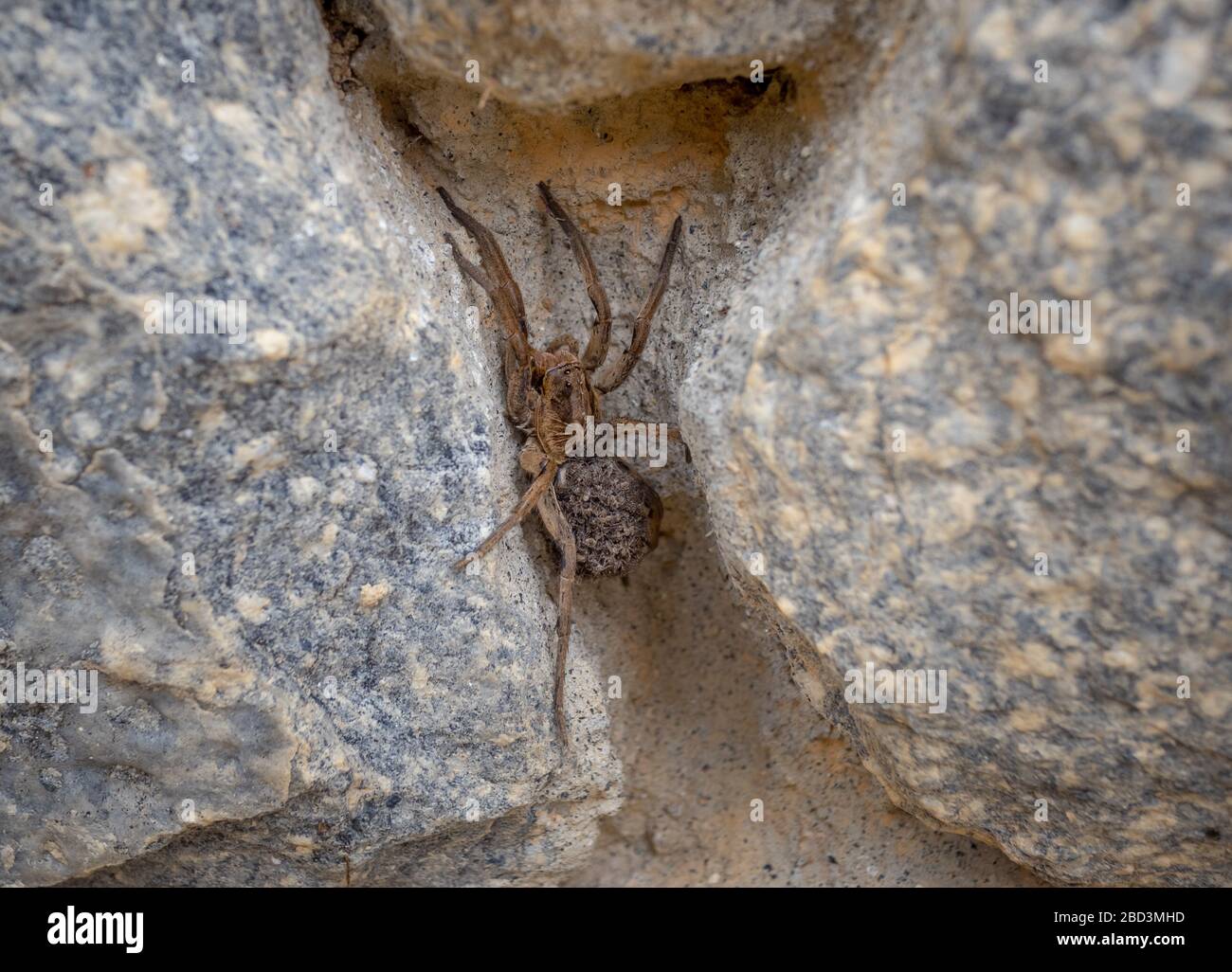 Large garden spider among wall stones, with several young on its body ...