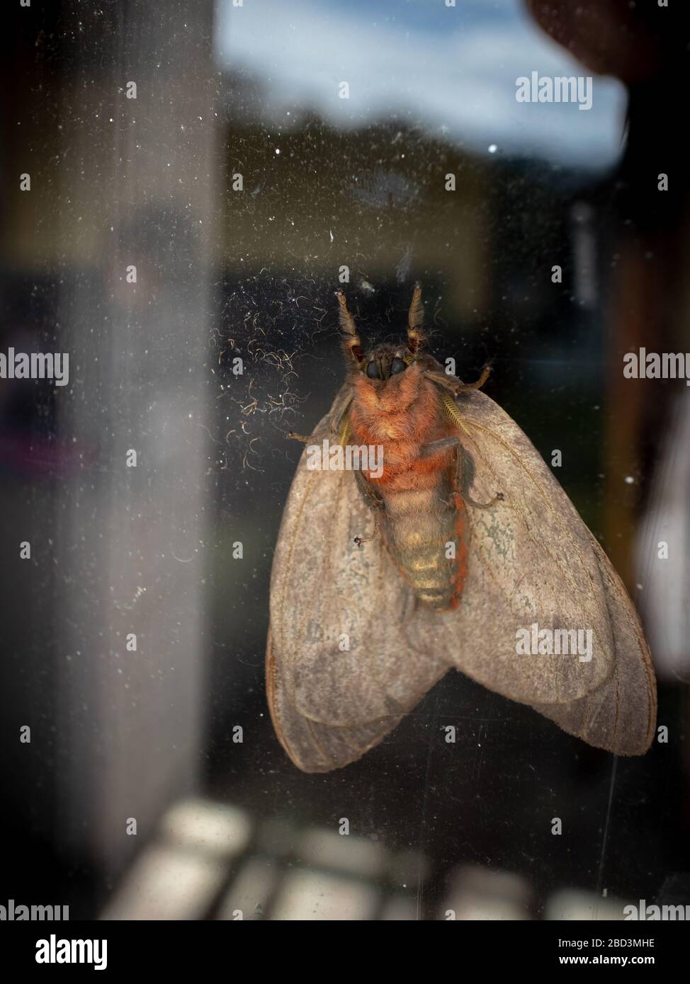 Moth resting on window glass, Areal, Rio de Janeiro, Brazil Stock Photo ...