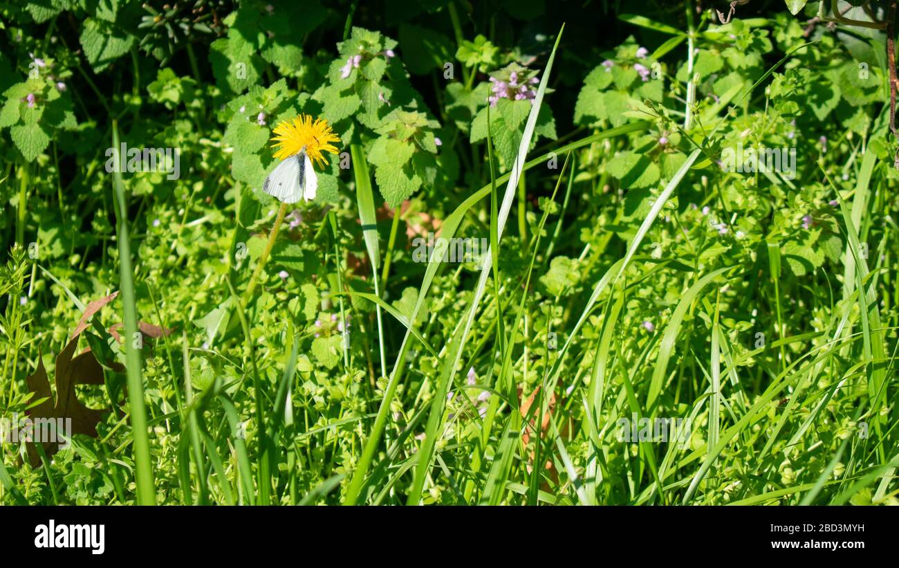 A Large White Moth on a Small Yellow Dandelion on an Overgrown Lawn ...