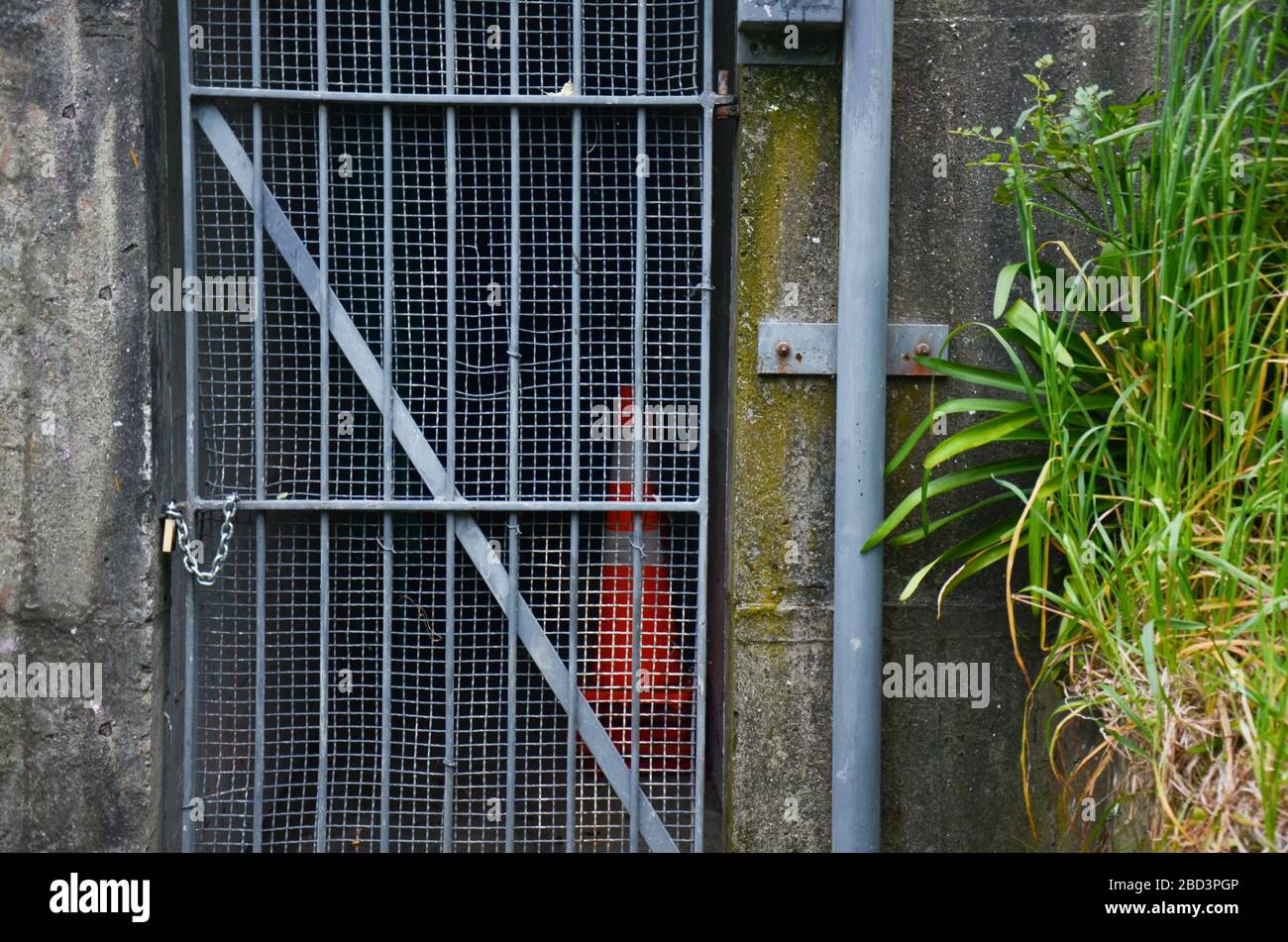 orange Traffic cone behind cage framed by green grass Stock Photo - Alamy