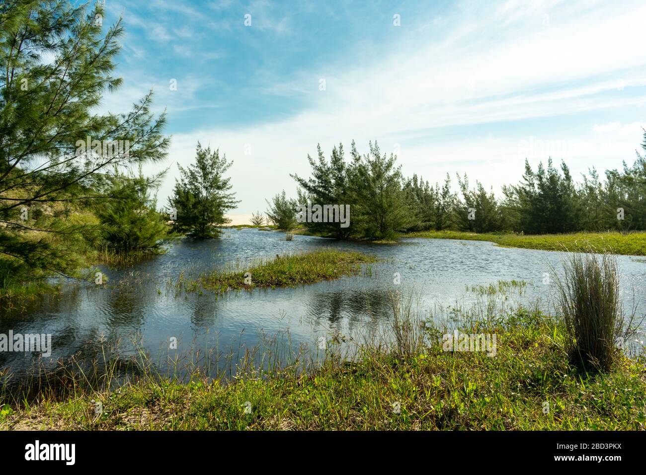 She-oak trees ans lake in a tropical landscape. Casuarina Equisetifolia ...