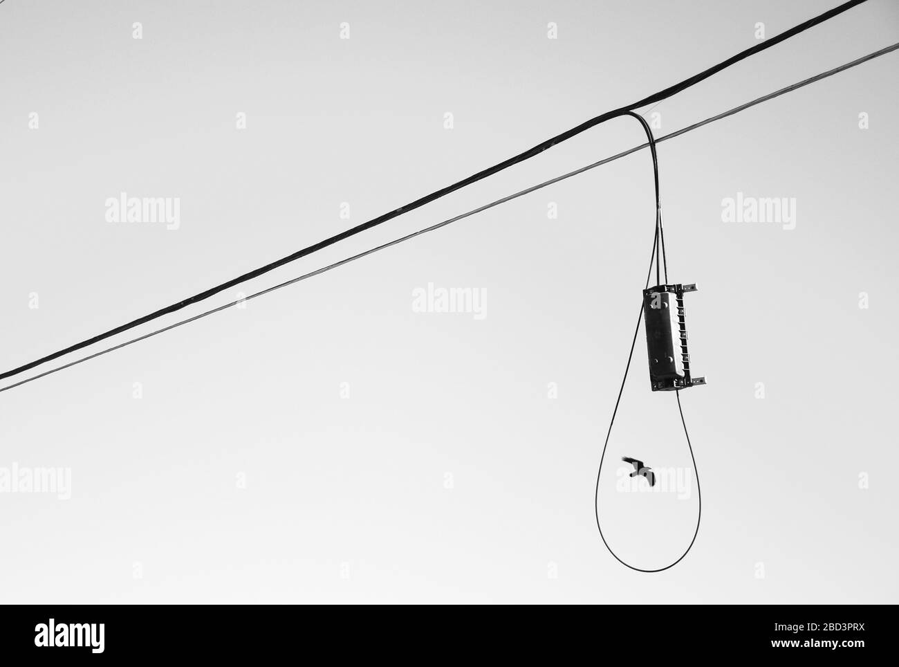 Raven inside an electrical noose Stock Photo - Alamy