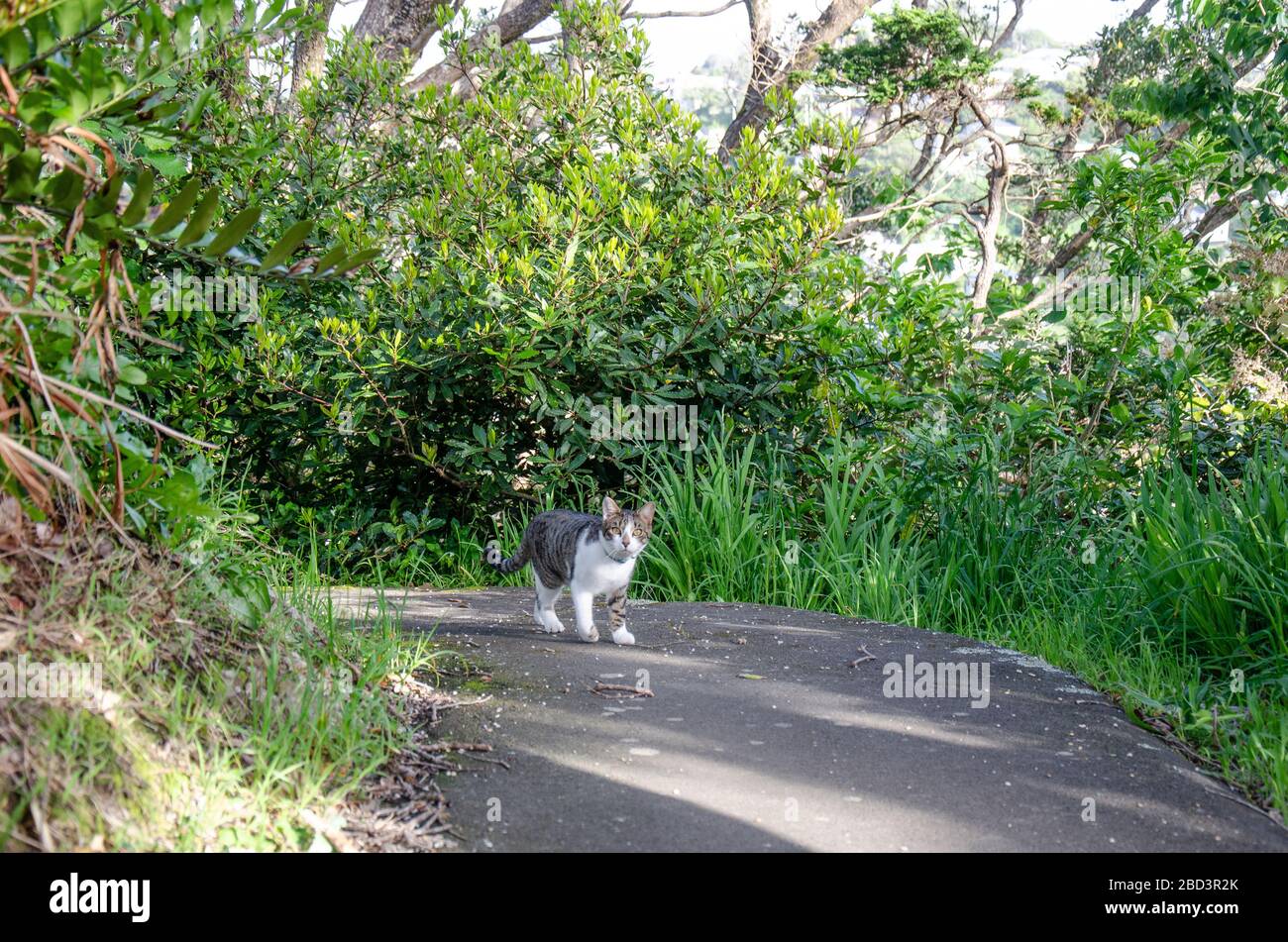 Cat standing on pathway in tall grass with sun coming through trees ...