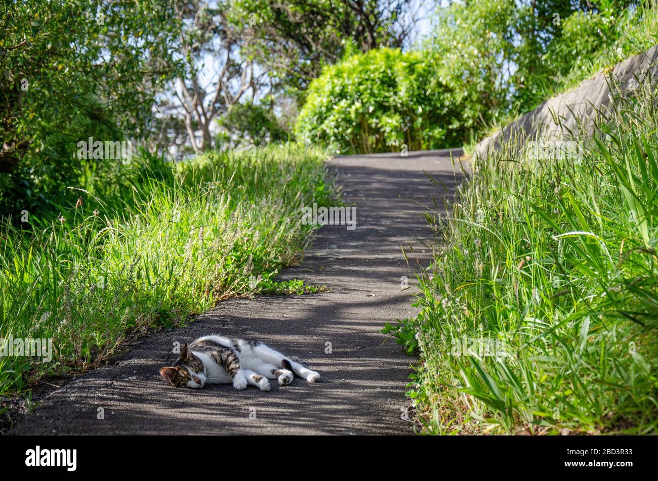 Cat standing on pathway in tall grass with sun coming through trees ...
