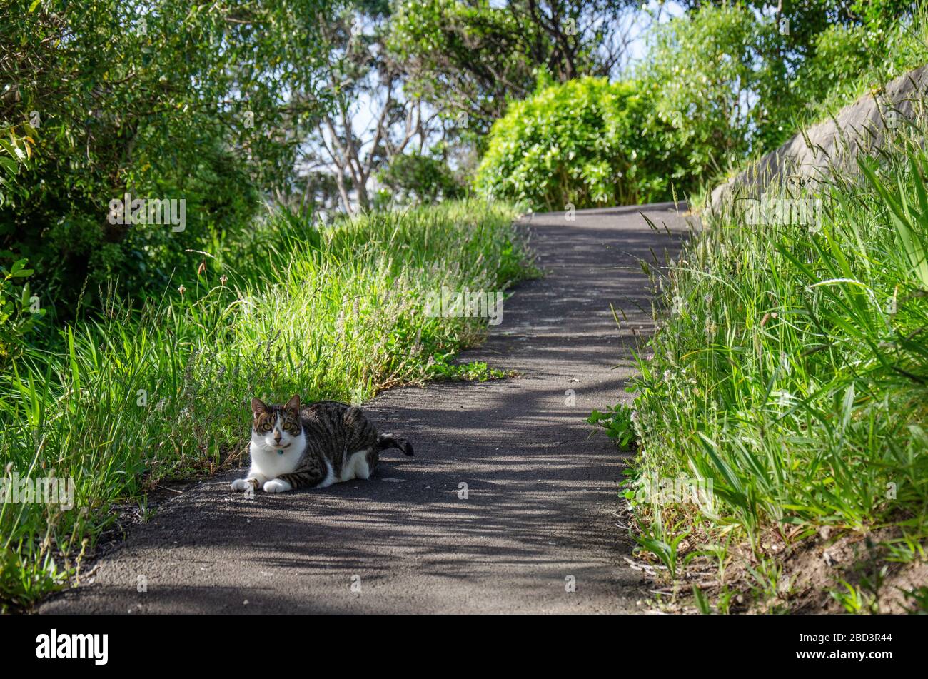 Cat standing on pathway in tall grass with sun coming through trees ...
