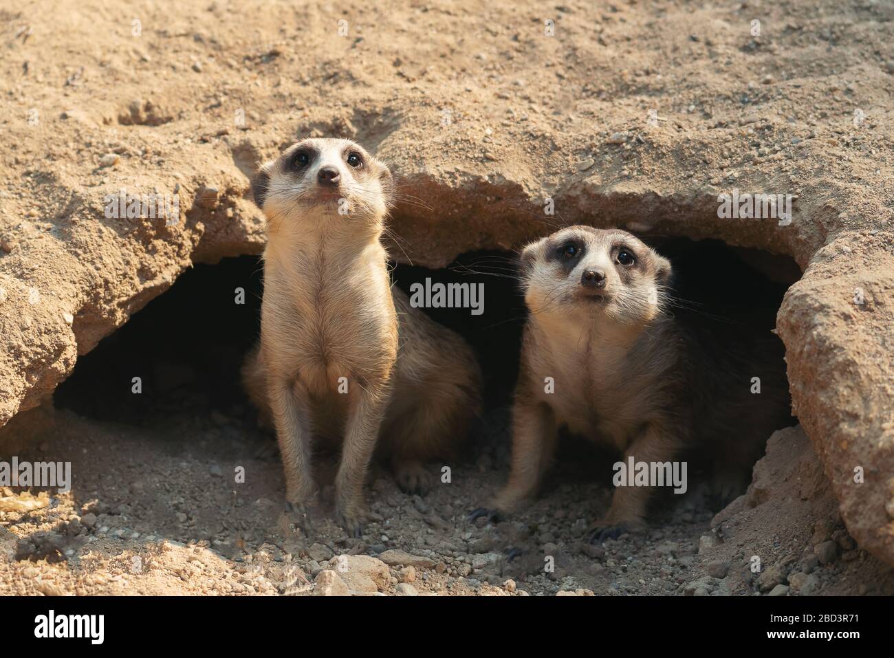 cute meerkat ( Suricata suricatta ) standing at cave entrance Stock ...