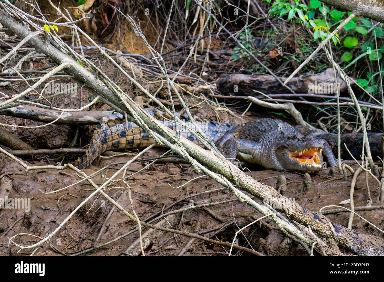 Crocodile on side of the river trees in daintree rainforest Stock Photo ...