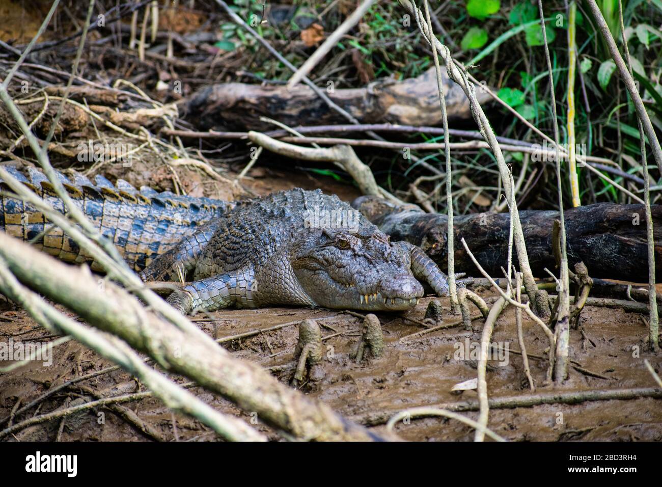 Crocodile on side of the river trees in daintree rainforest Stock Photo ...
