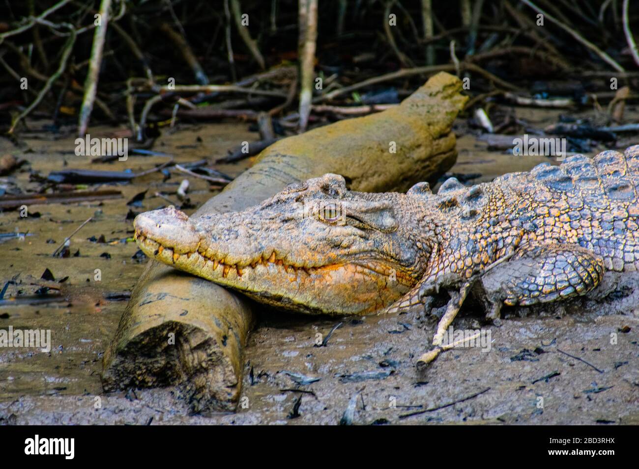 Crocodile on side of the river trees in daintree rainforest Stock Photo ...