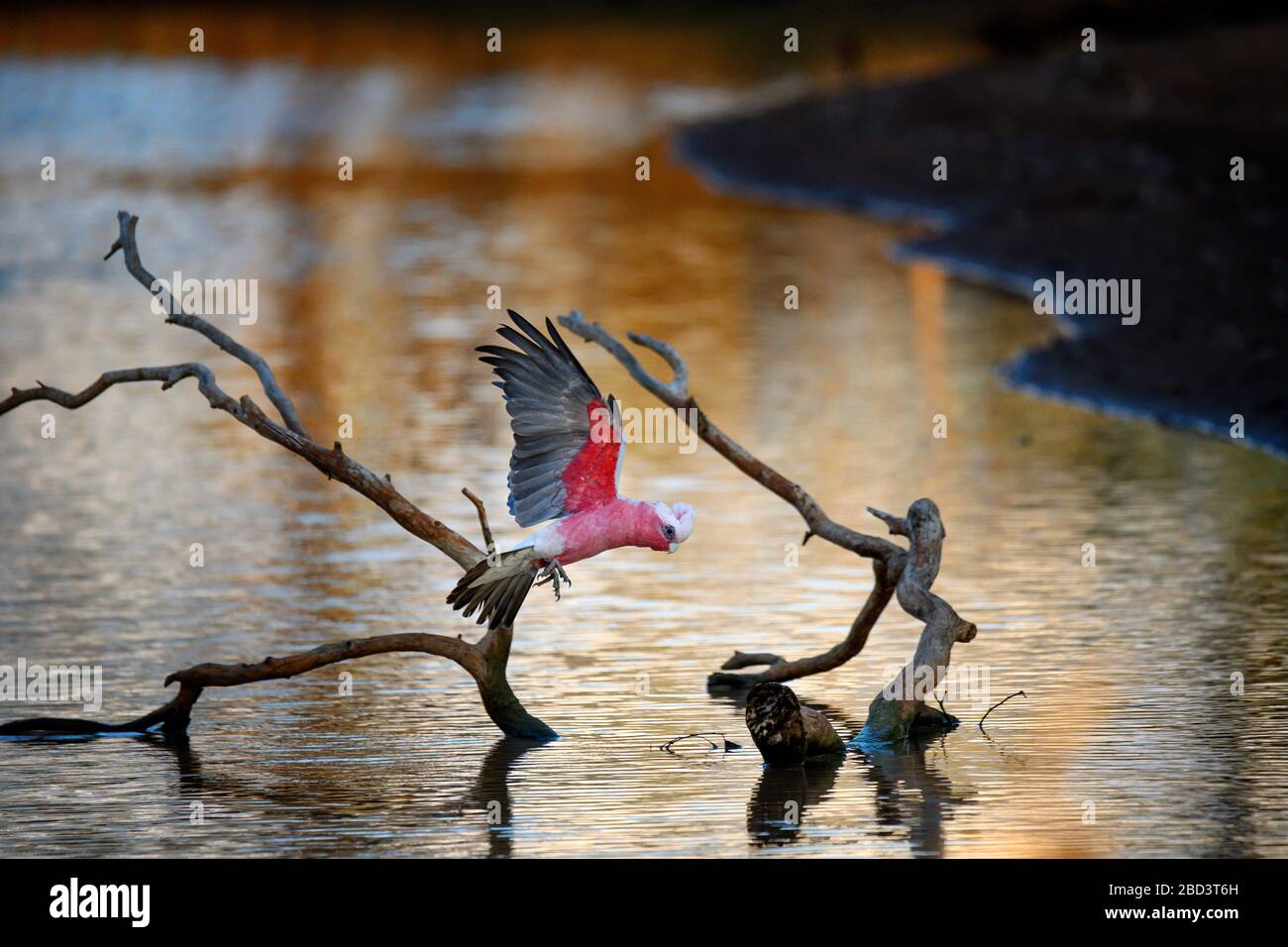 Galah feathers hi-res stock photography and images - Alamy