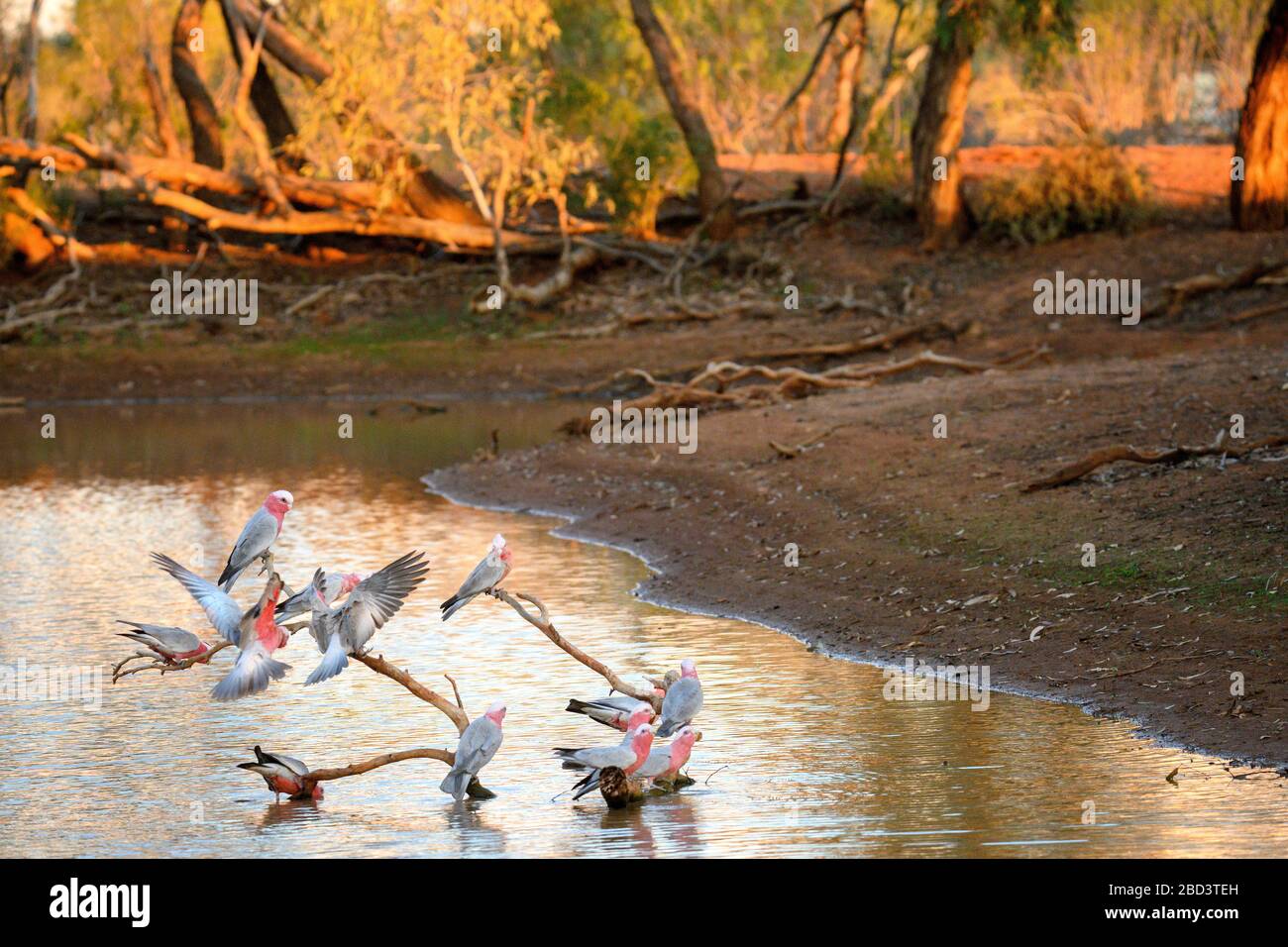 Native australian birds hi-res stock photography and images - Alamy