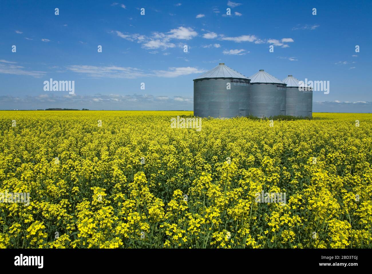 Canola field in southern manitoba hi-res stock photography and images ...