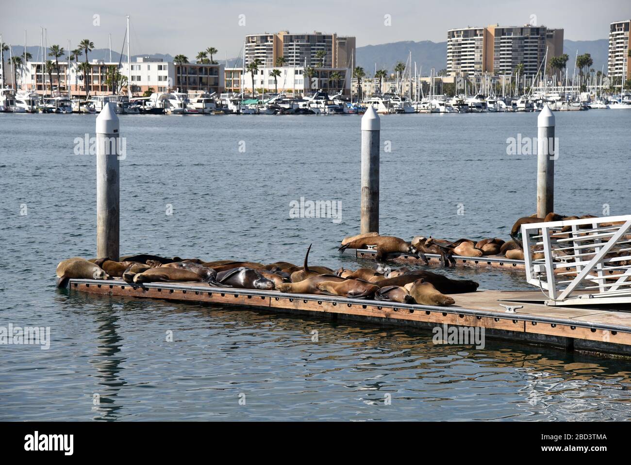Seals hauling out on a dock in the bay at Marina Del Rey California ...