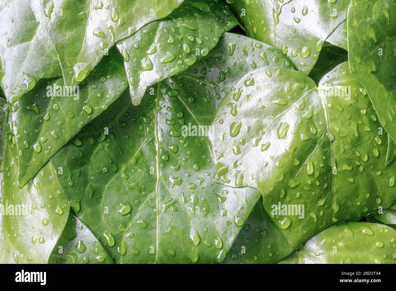 English ivy ground cover hi-res stock photography and images - Alamy