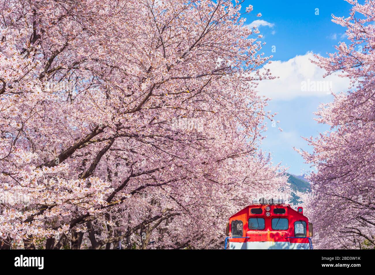 Cherry blossom in spring in Korea is the popular cherry blossom viewing ...