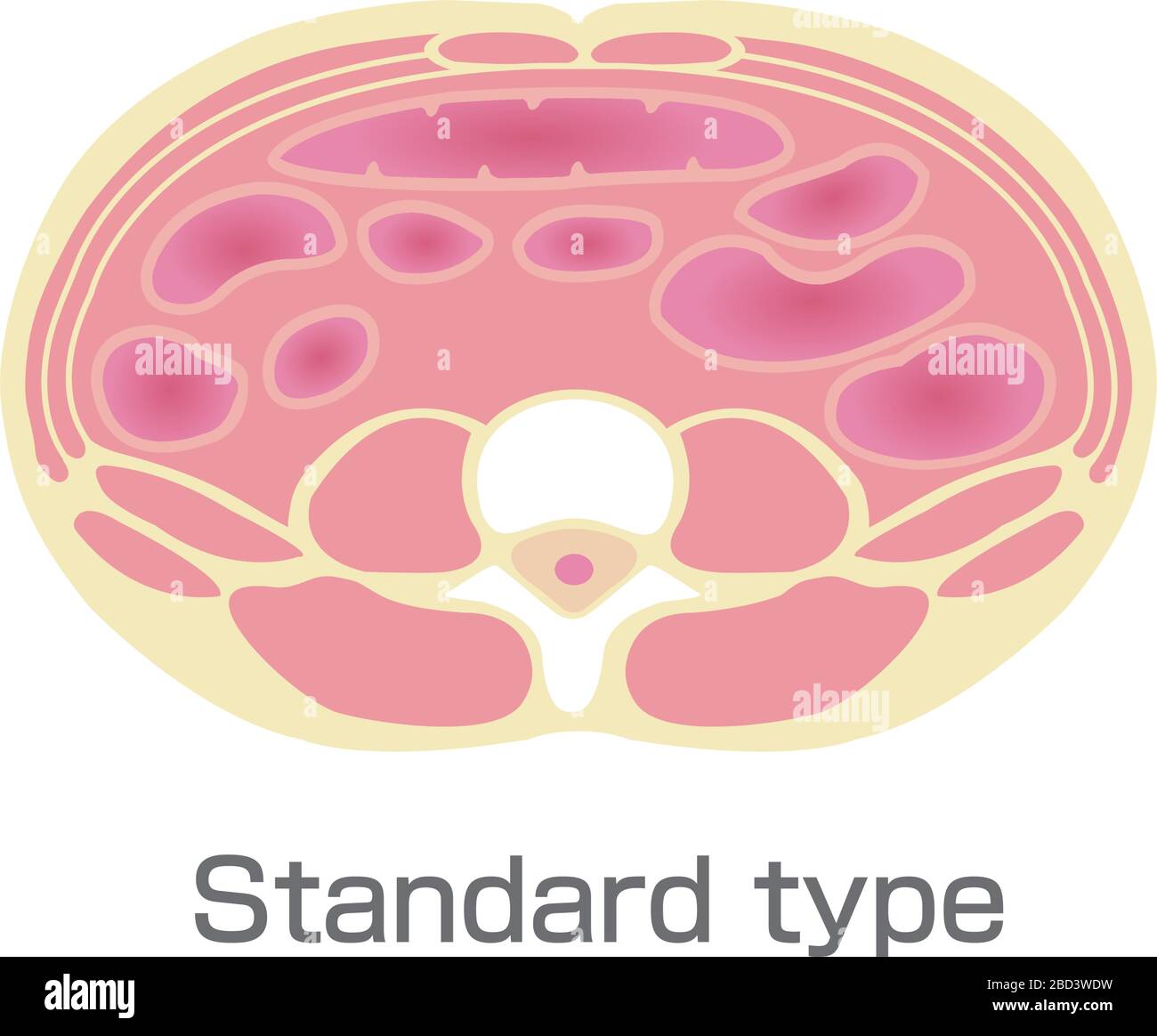Standard body type Stock Vector Images - Alamy