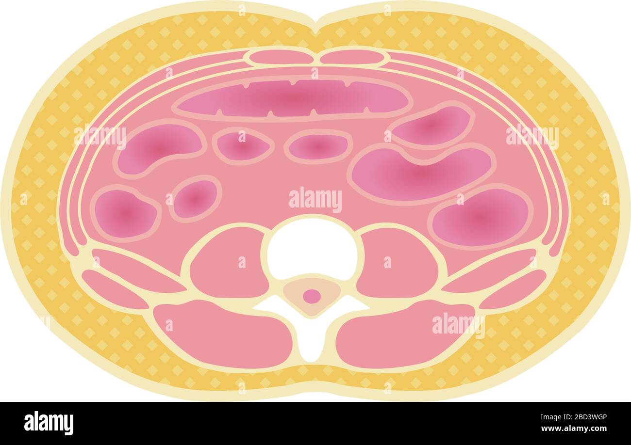 Human Figure Cross Section High Resolution Stock Photography and Images ...