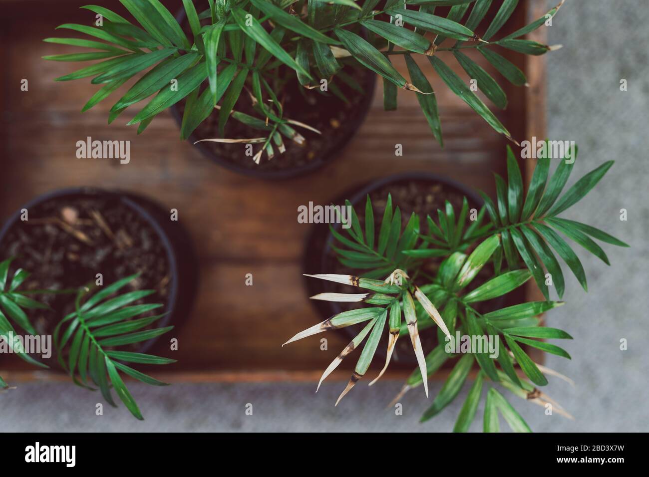 small parlour palm plants indoor on wooden tray shot at shallow depth ...