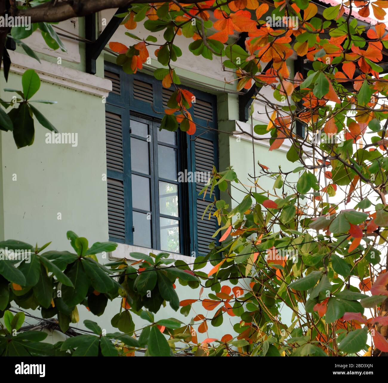 Terminalia tree hi-res stock photography and images - Alamy