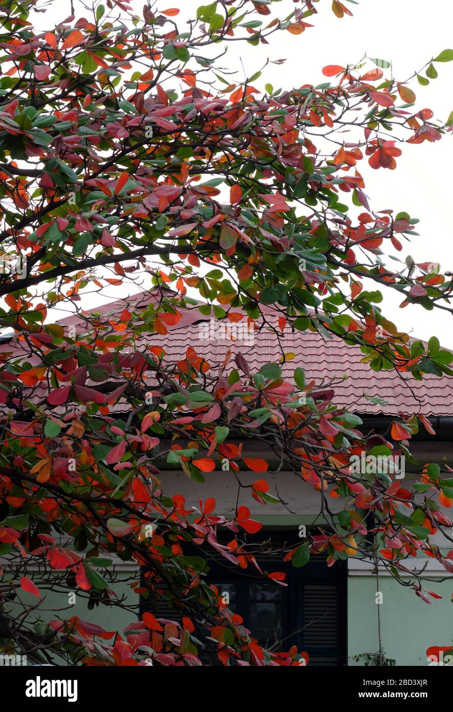 Terminalia catappa tree hi-res stock photography and images - Alamy