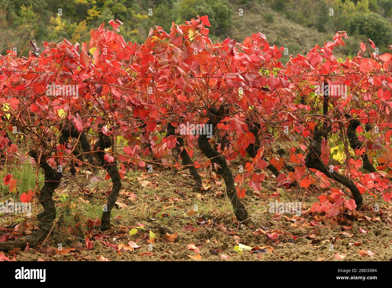 Vibrant Red Vines High Resolution Stock Photography and Images - Alamy