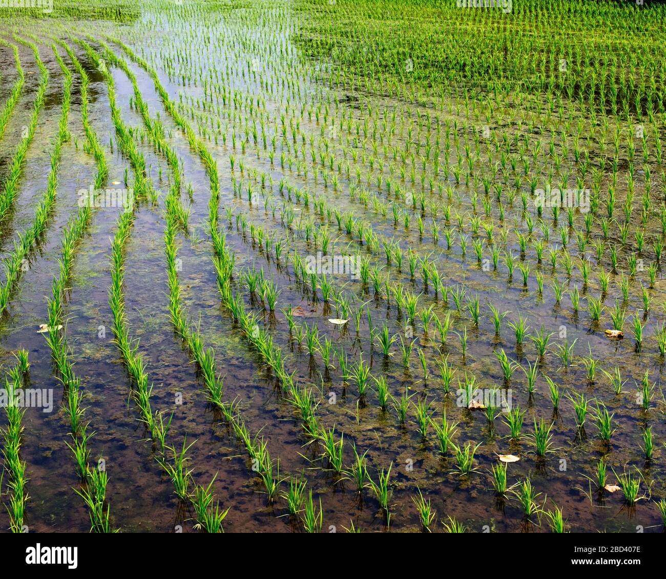 Japanese rice field hi-res stock photography and images - Alamy