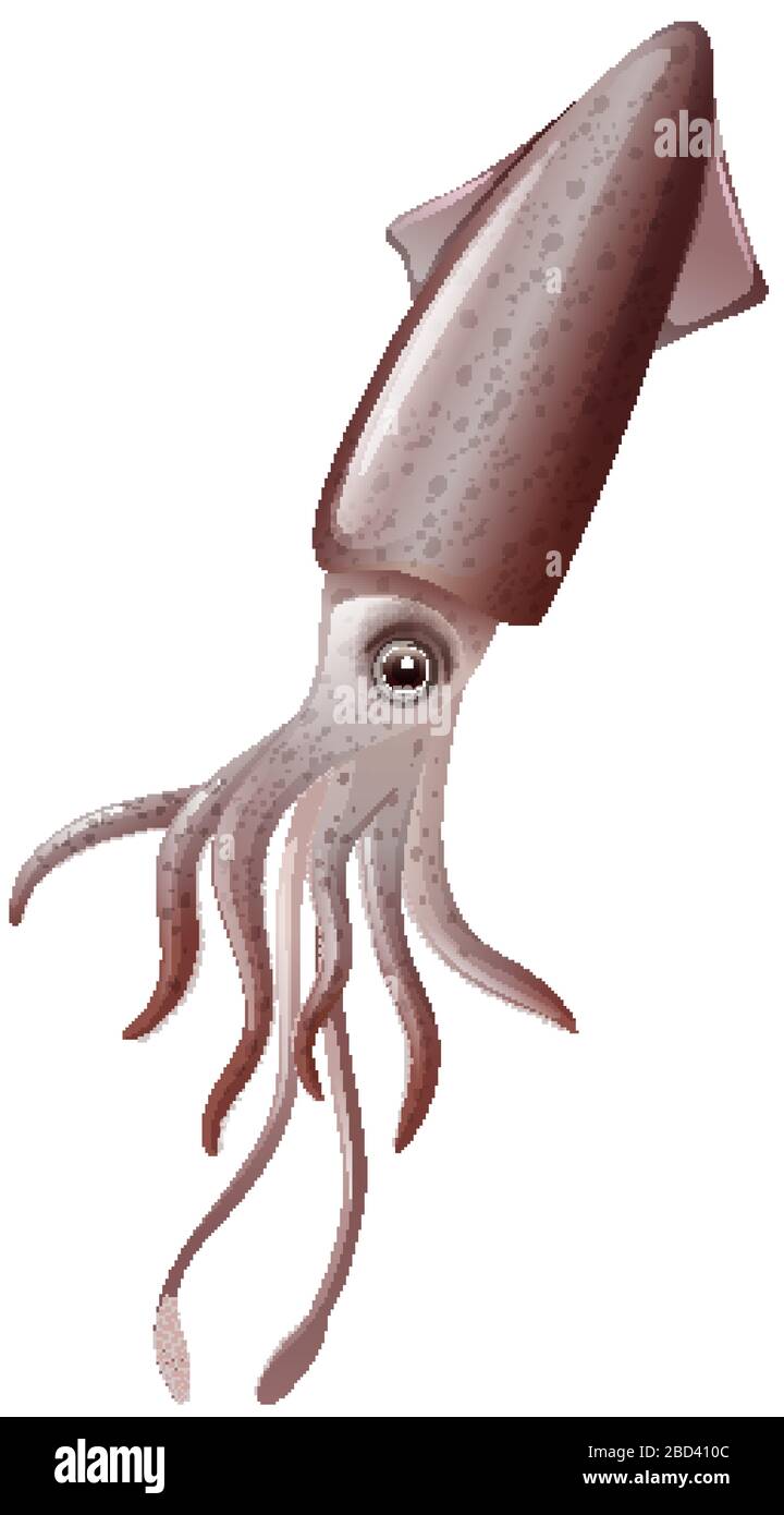 Background template with plain color and squid illustration Stock ...