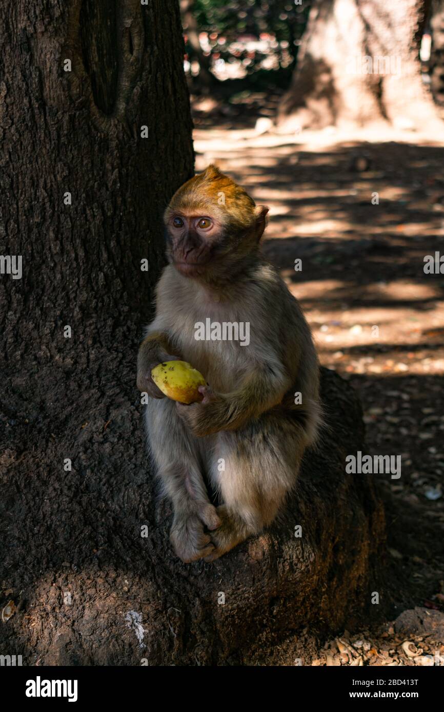 Baby Barbary Macaque Eating in the Middle Atlas Mountains of Morocco ...