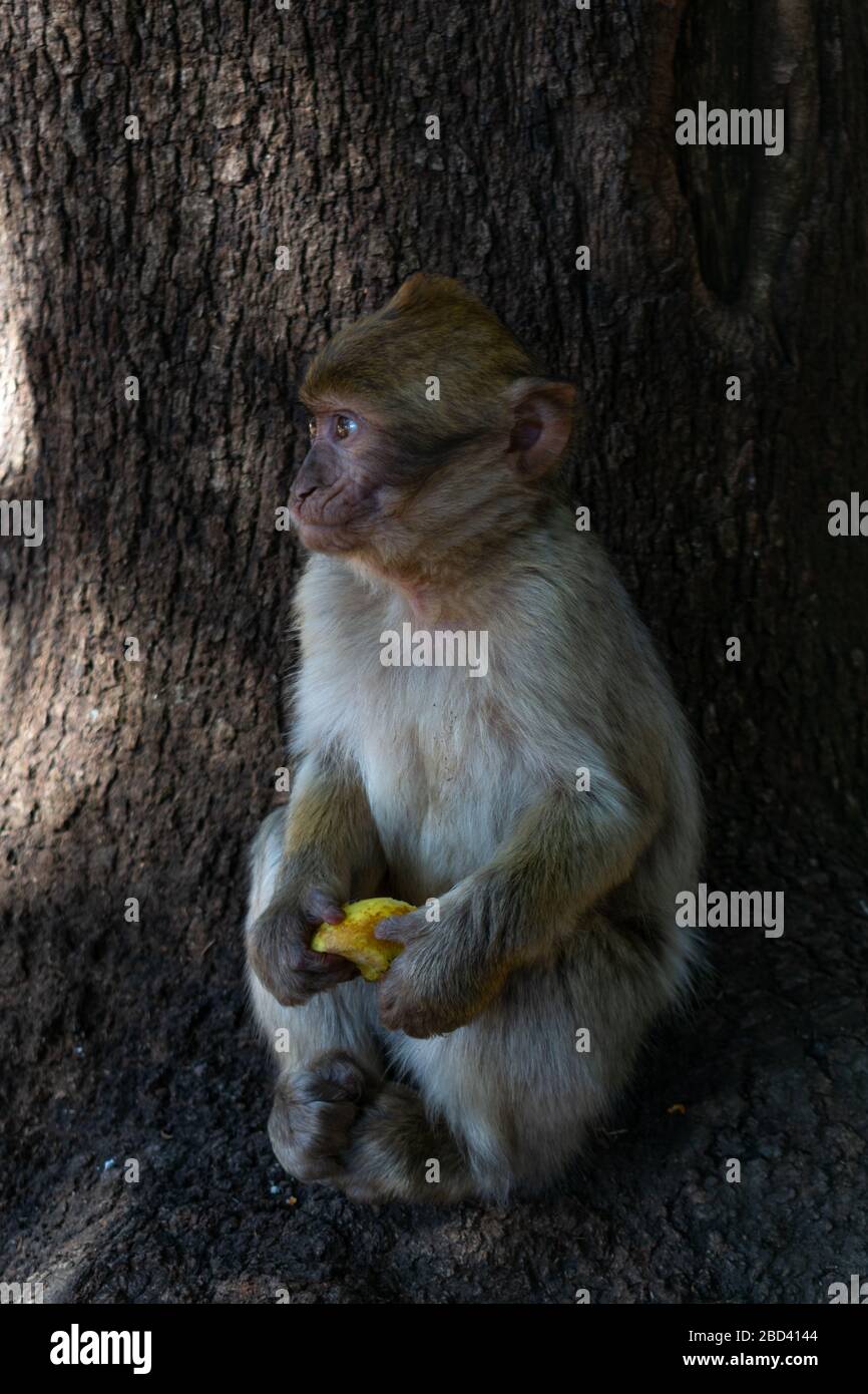 Baby Barbary Macaque Eating in the Middle Atlas Mountains of Morocco ...