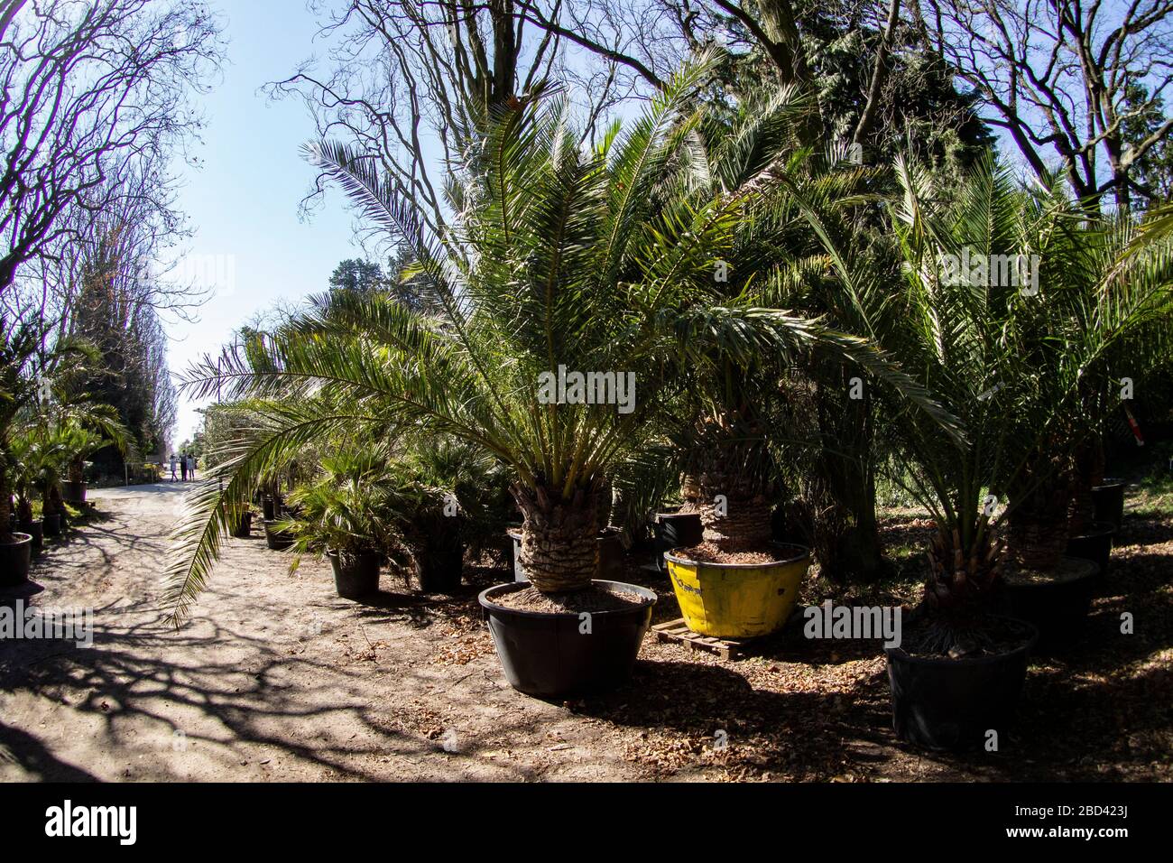 Berlin, Germany. 06th Apr, 2020. Various types of palm trees, which can ...