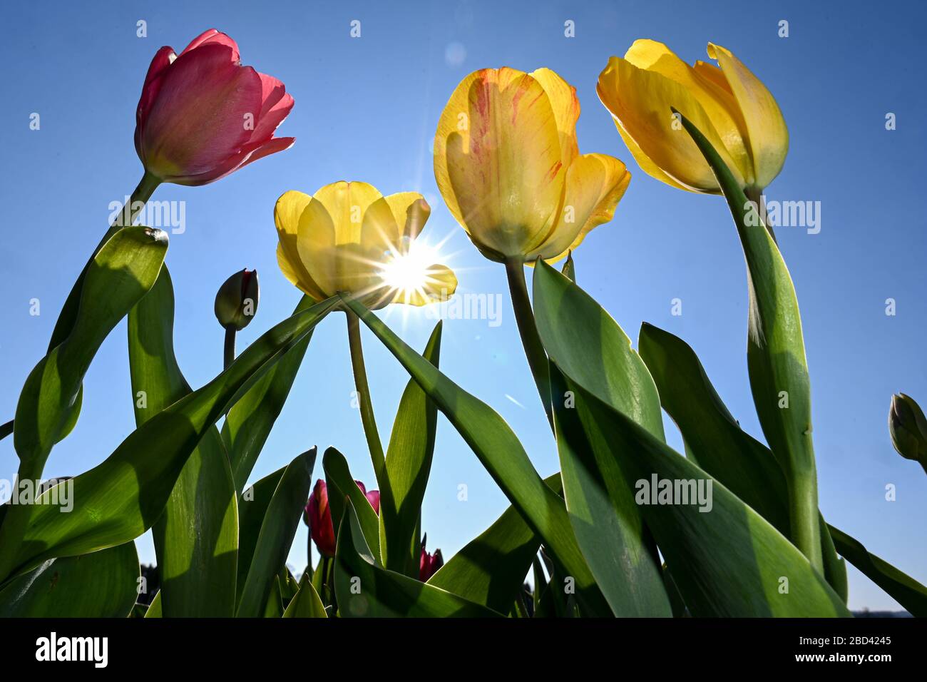 Ravensburg, Germany. 06th Apr, 2020. Tulips bloom in a field for self ...