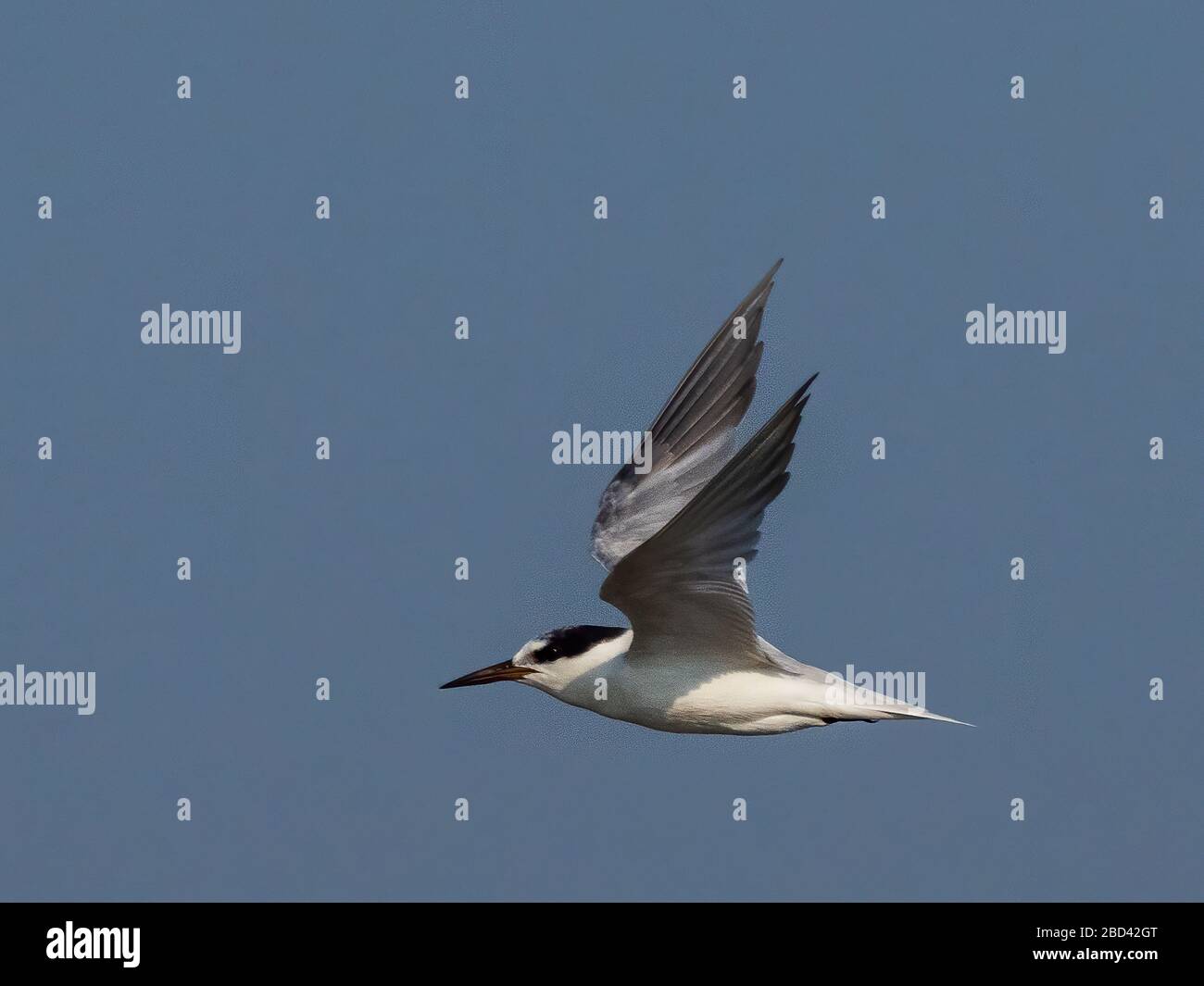 Little white tern hi-res stock photography and images - Alamy