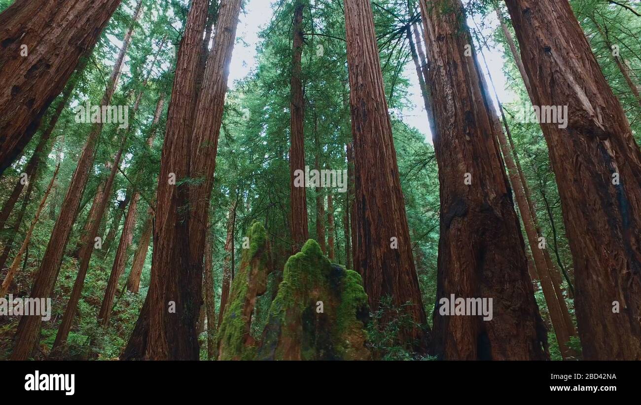 The giant trees of Redwood National Park - travel photography Stock ...