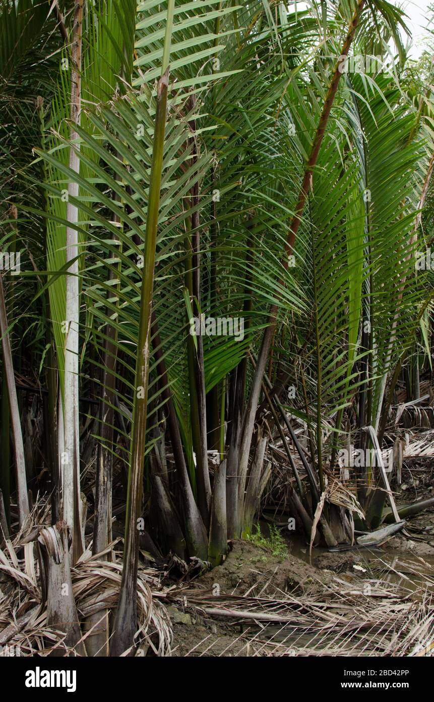 wurmb is growth near river and it is palm . it has fruit for desert ...