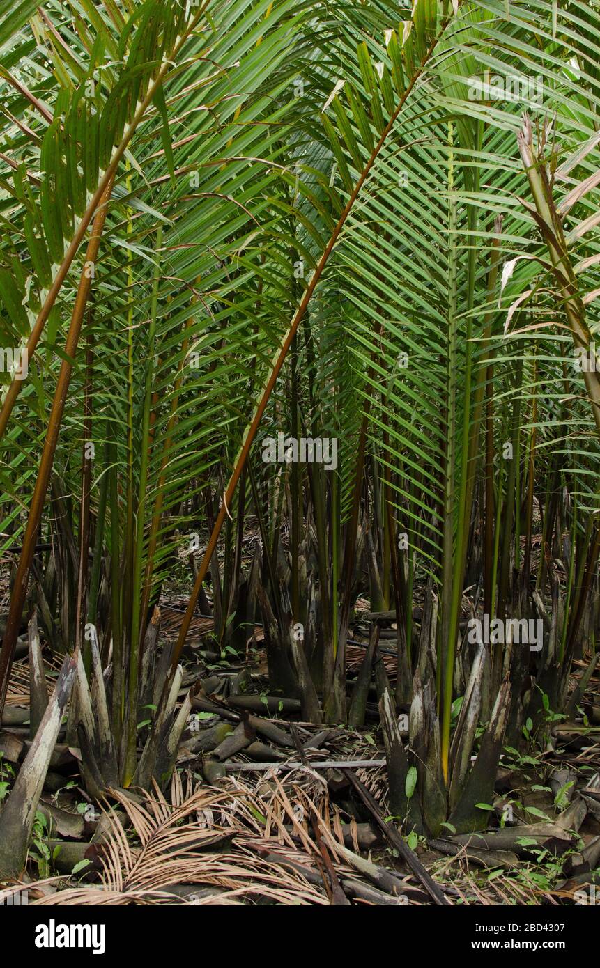 wurmb is growth near river and it is palm . it has fruit for desert ...