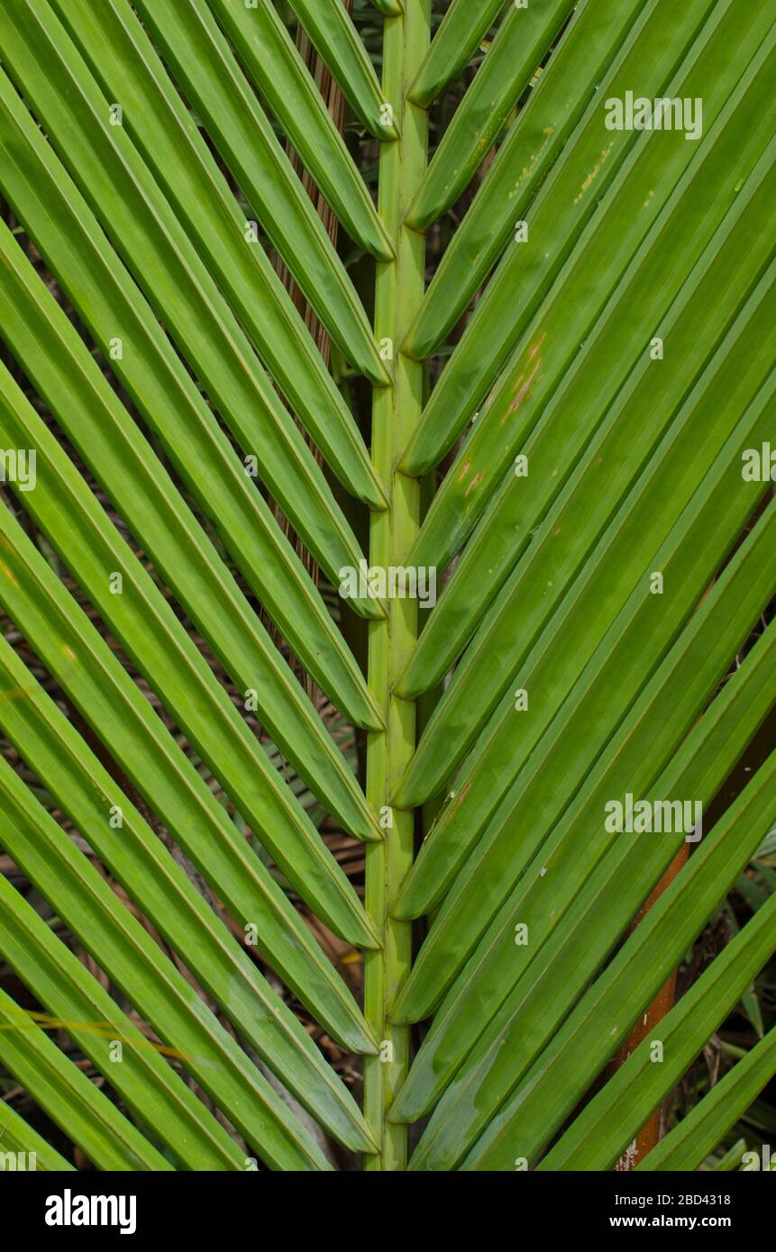 wurmb is growth near river and it is palm . it has fruit for desert ...