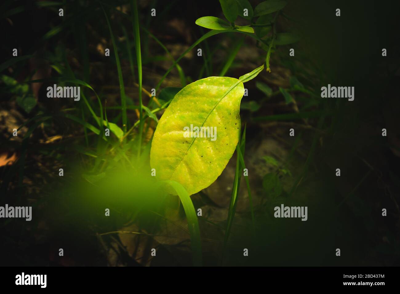 Leavespicture hi-res stock photography and images - Alamy