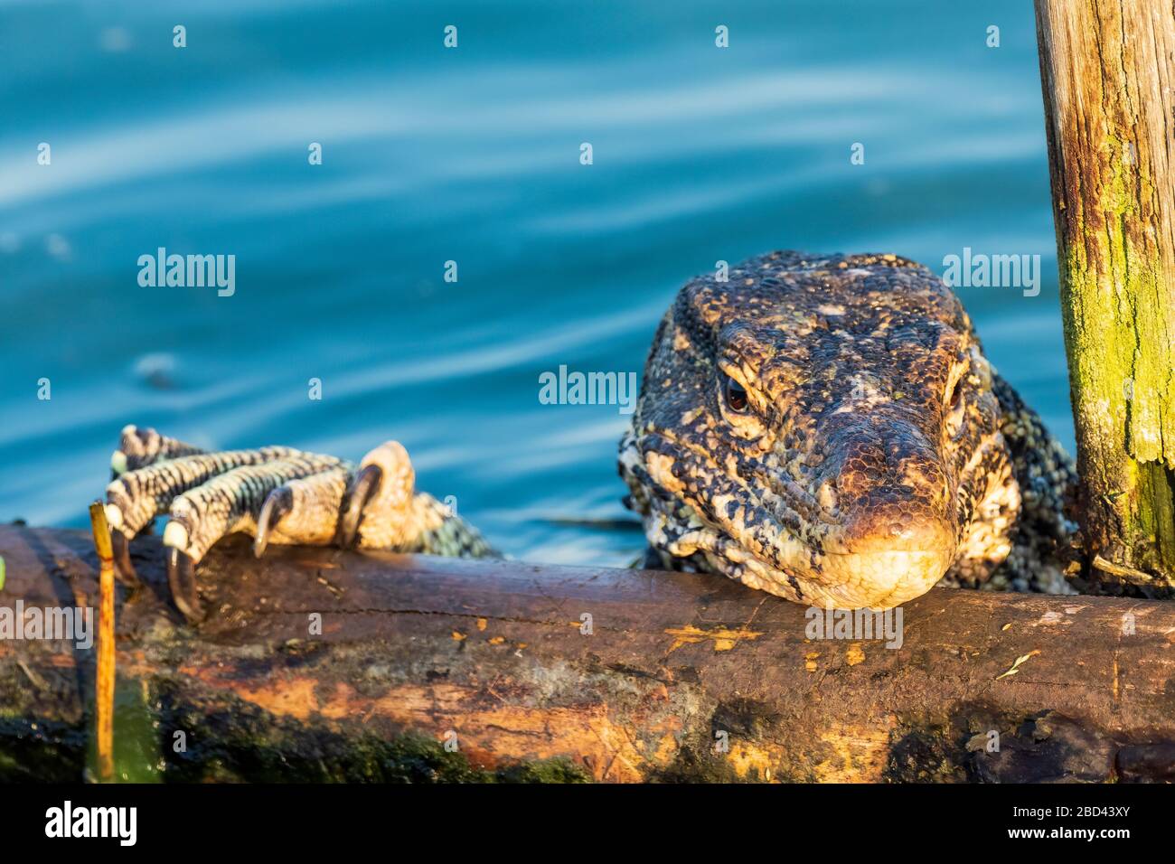 Asian lizard hi-res stock photography and images - Alamy