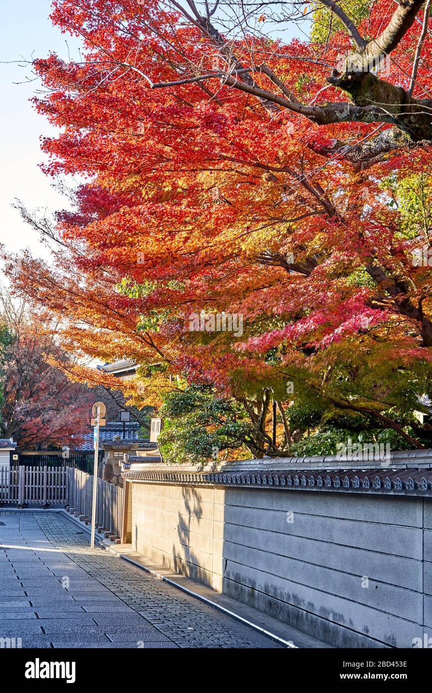 Tree with green and red leaves in the sunset Stock Photo - Alamy