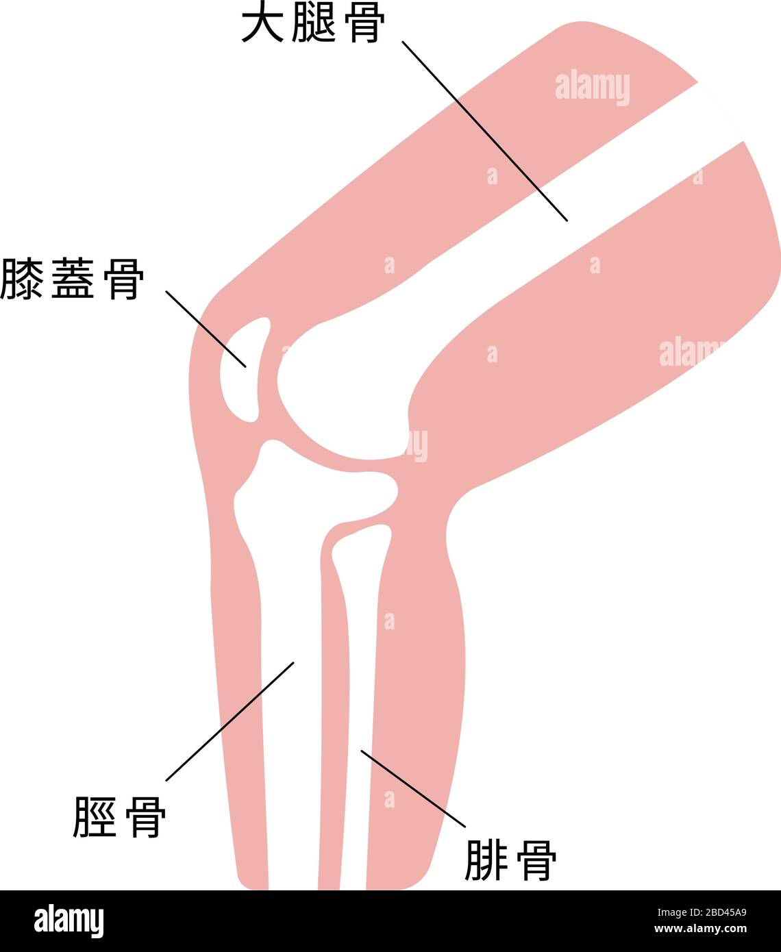 Knee Bursitis Stock Vector Images Alamy