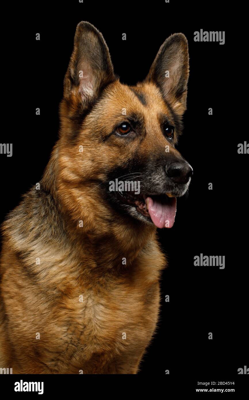 Black German Shepherd Profile