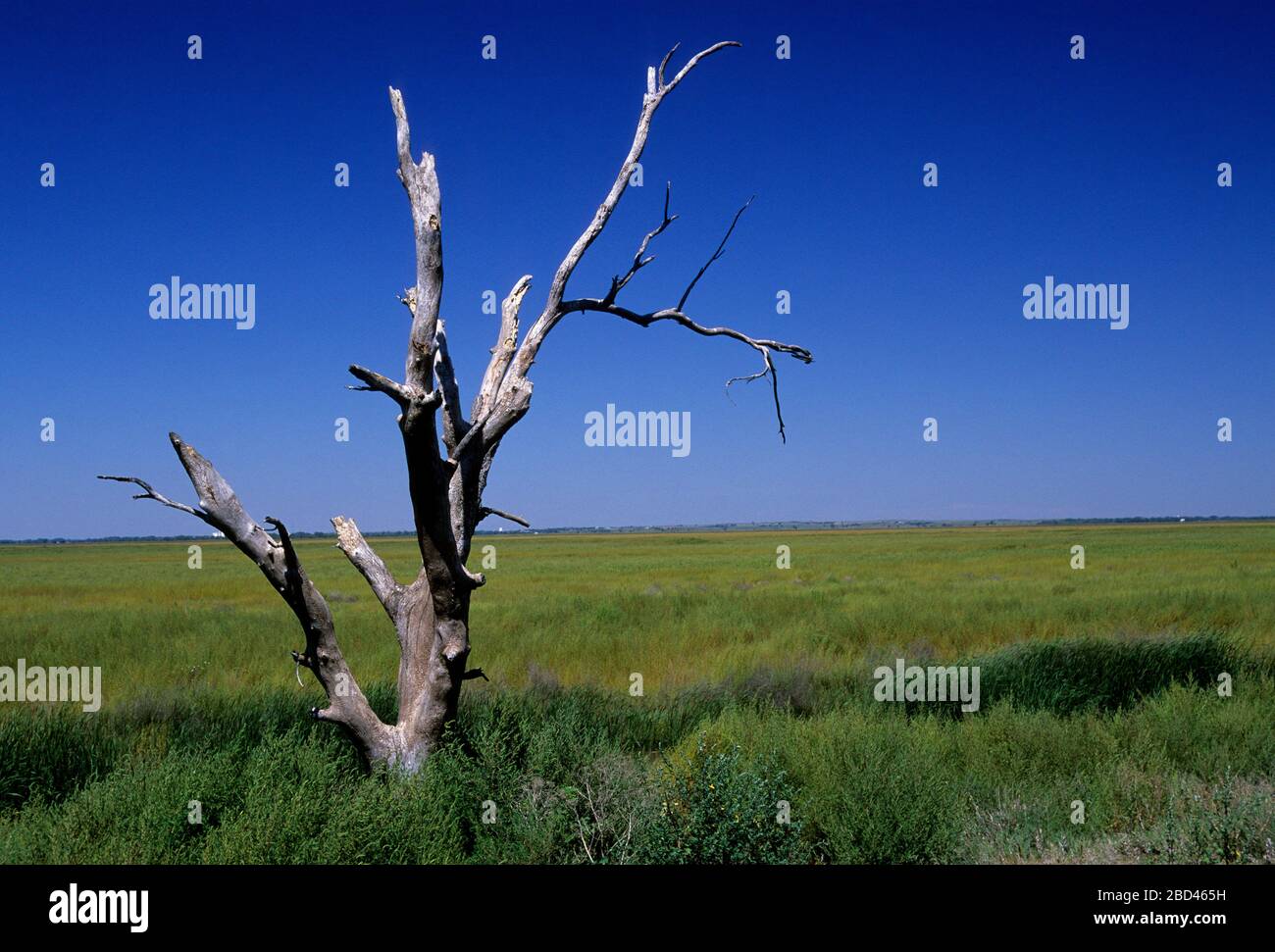 Snag, Cheyenne Bottoms Wildlife Area, Kansas Stock Photo - Alamy