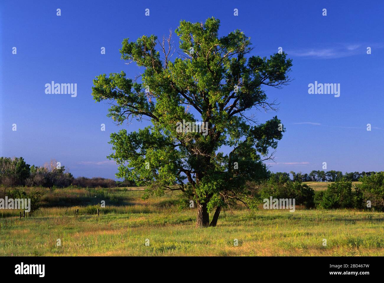 Kansas Tree Name